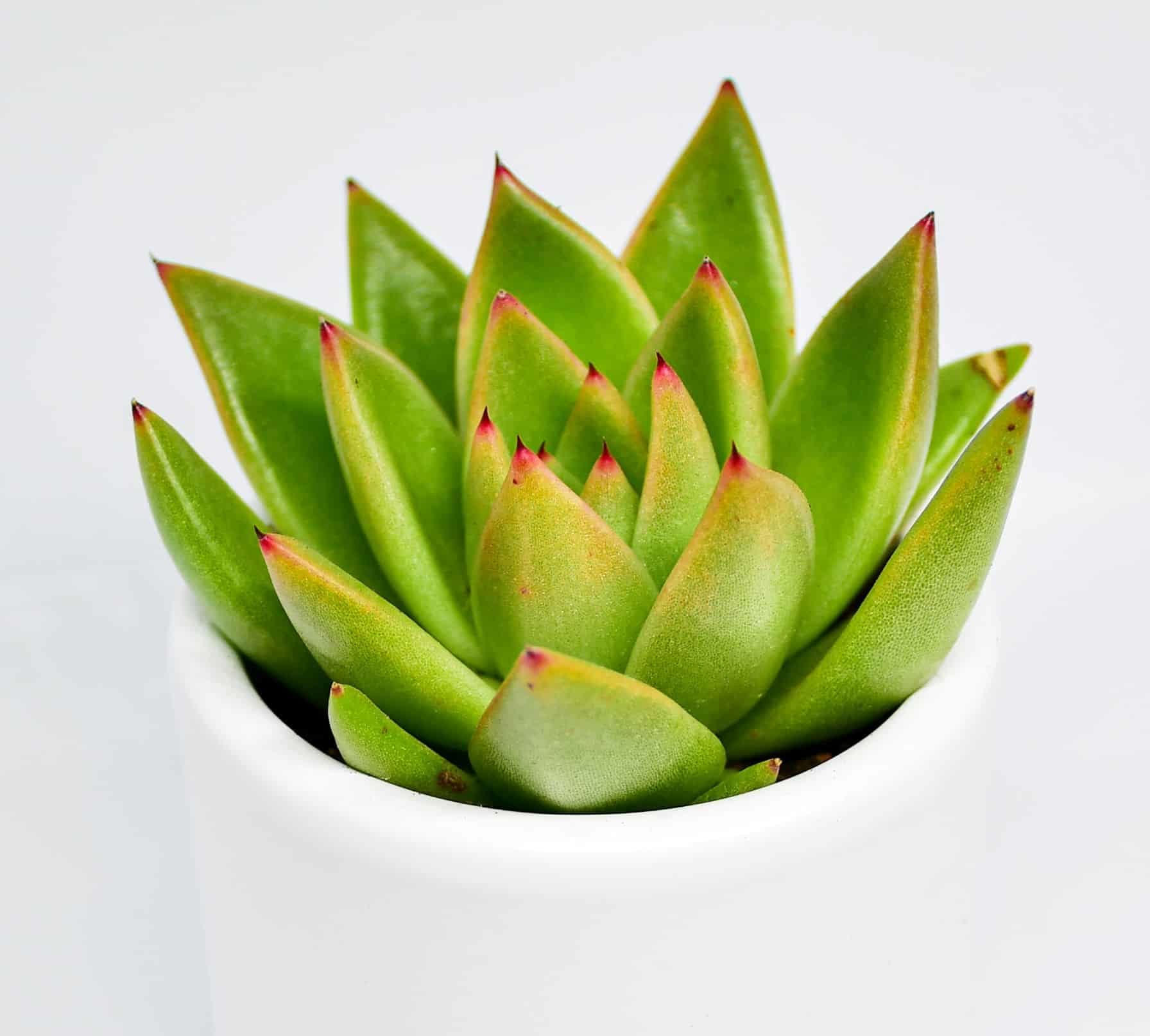 A Quick Guide to Caring for Succulents - Durocher Florist