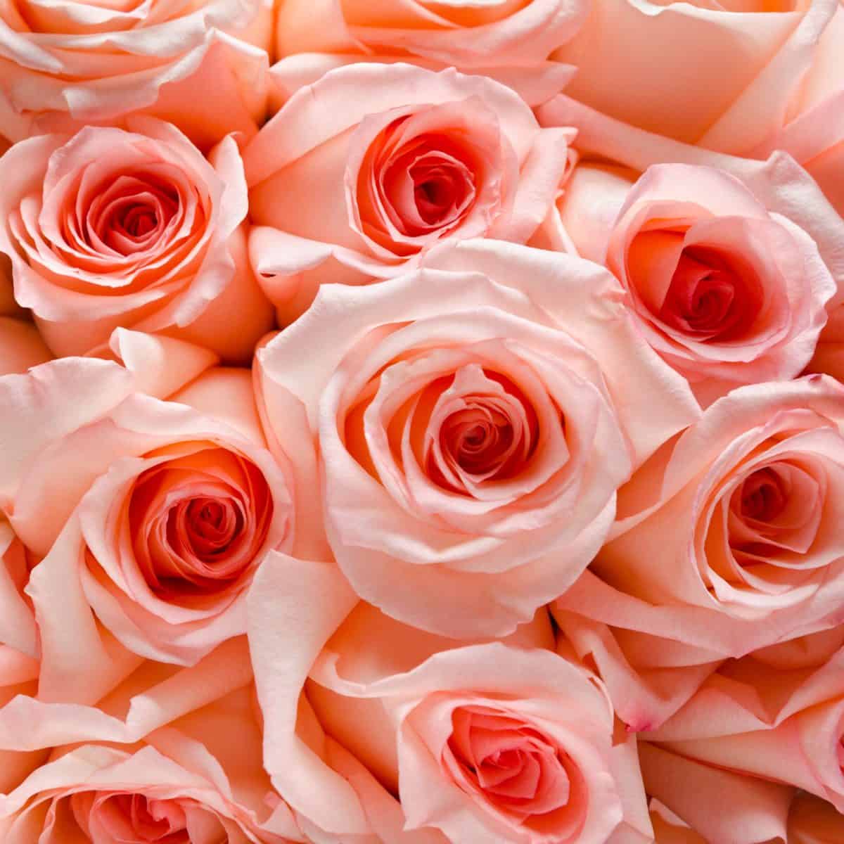 Alluring and Sophisticated: The Pastels of Spring - Durocher Florist