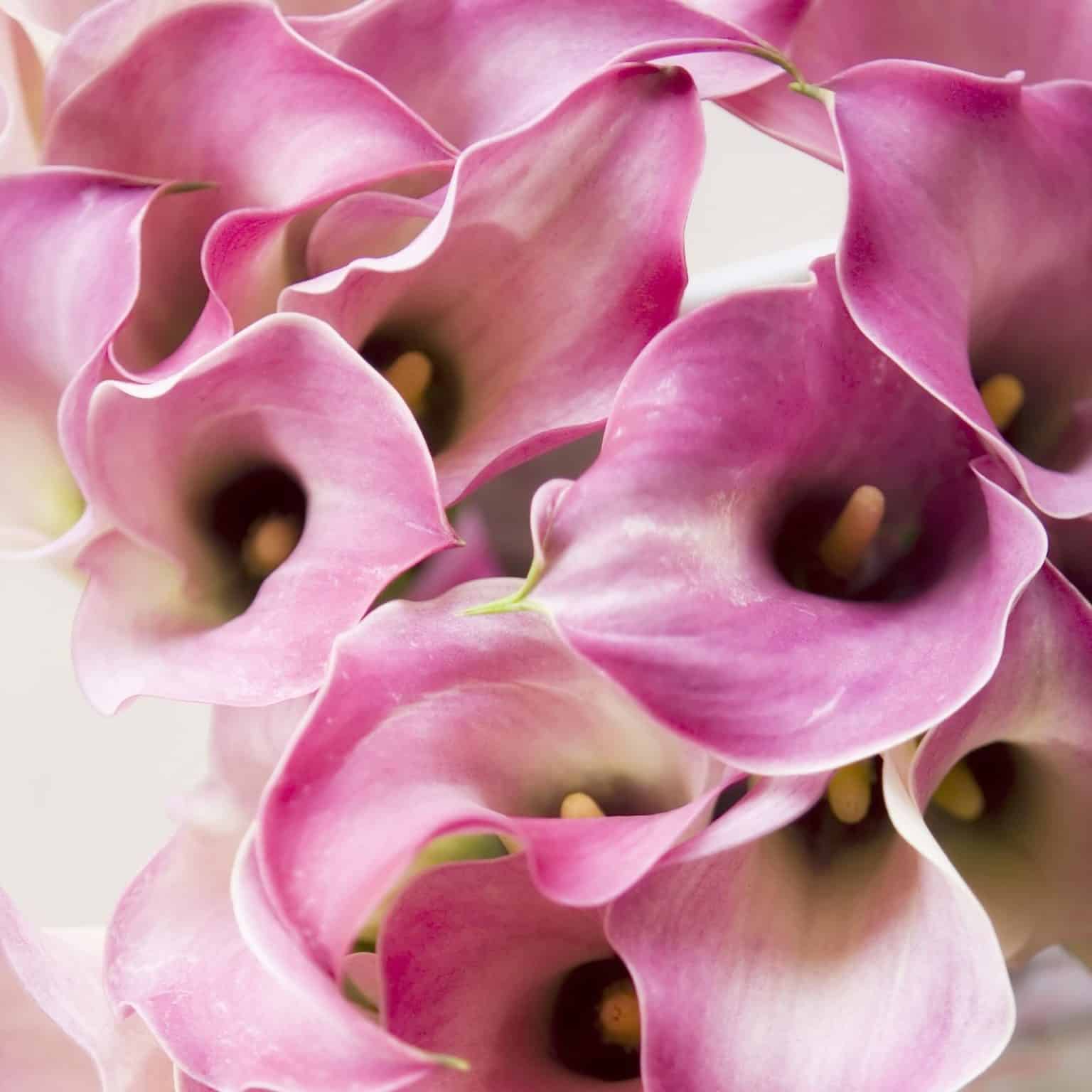 Alluring and Sophisticated: The Pastels of Spring - Durocher Florist